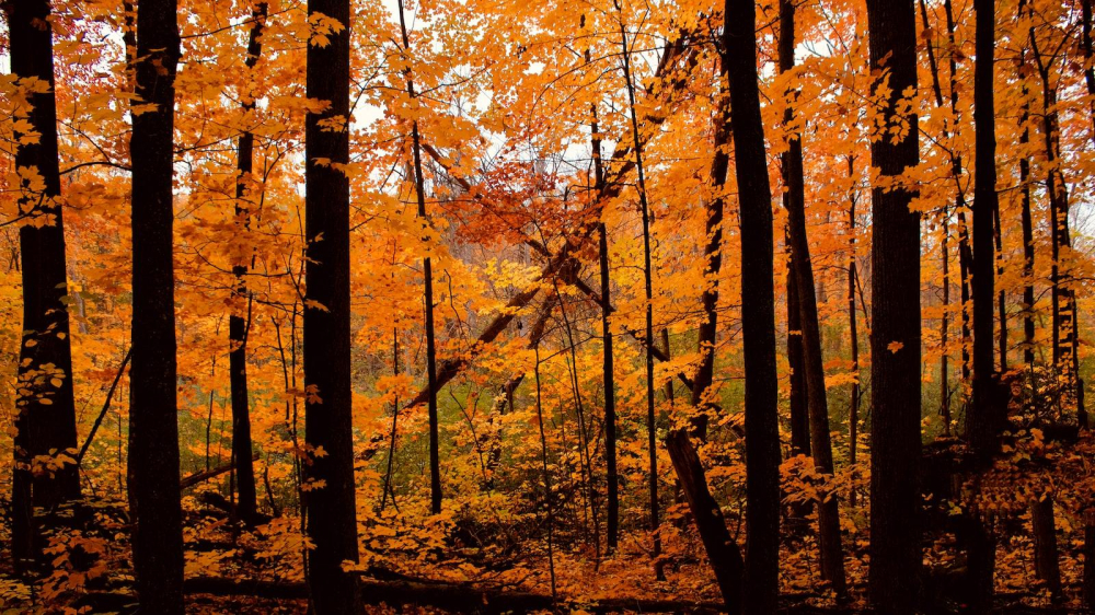 Chris Leist - Wikipedia: Biography and Career - Animascorp