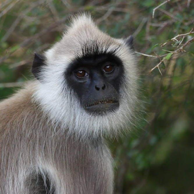 Discover the Dallas TX Zoo: A Complete Guide - Animascorp