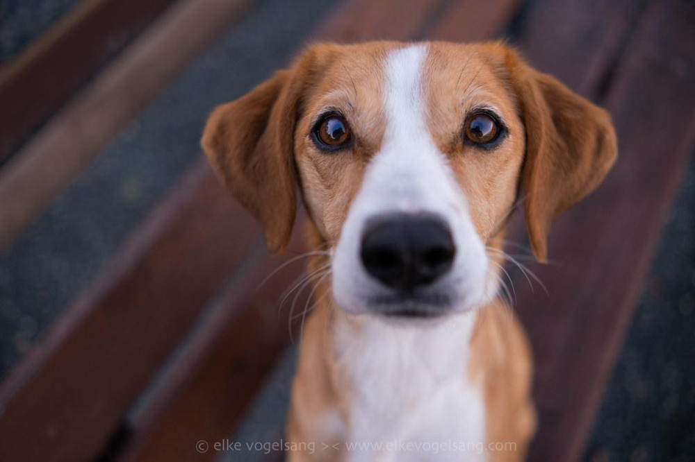 Exploring the World of Unique and Rare Dog Breeds: A Comprehensive ...