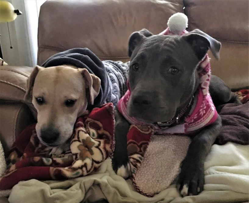 The Ultimate Guide to Pitbull Lab Mix Puppies - Animascorp