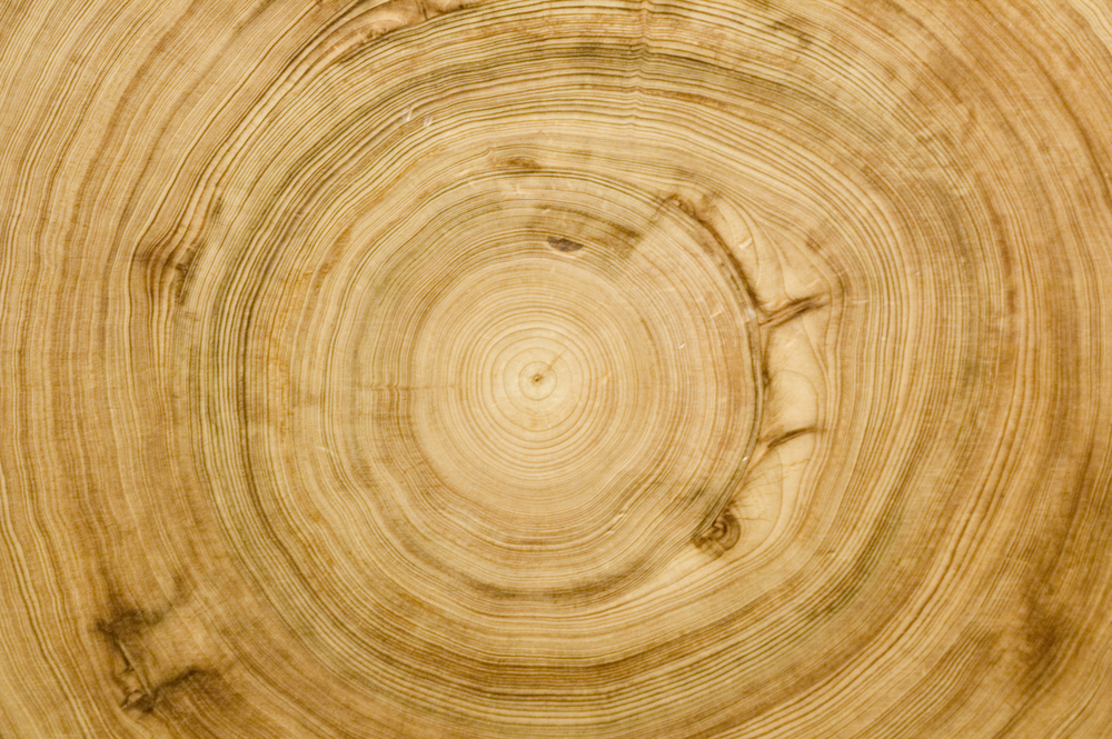 Is Poplar A Hardwood Learn When To Use Poplar Wood Animascorp Is Poplar A Hardwood Learn When To Use Poplar Wood Animascorp