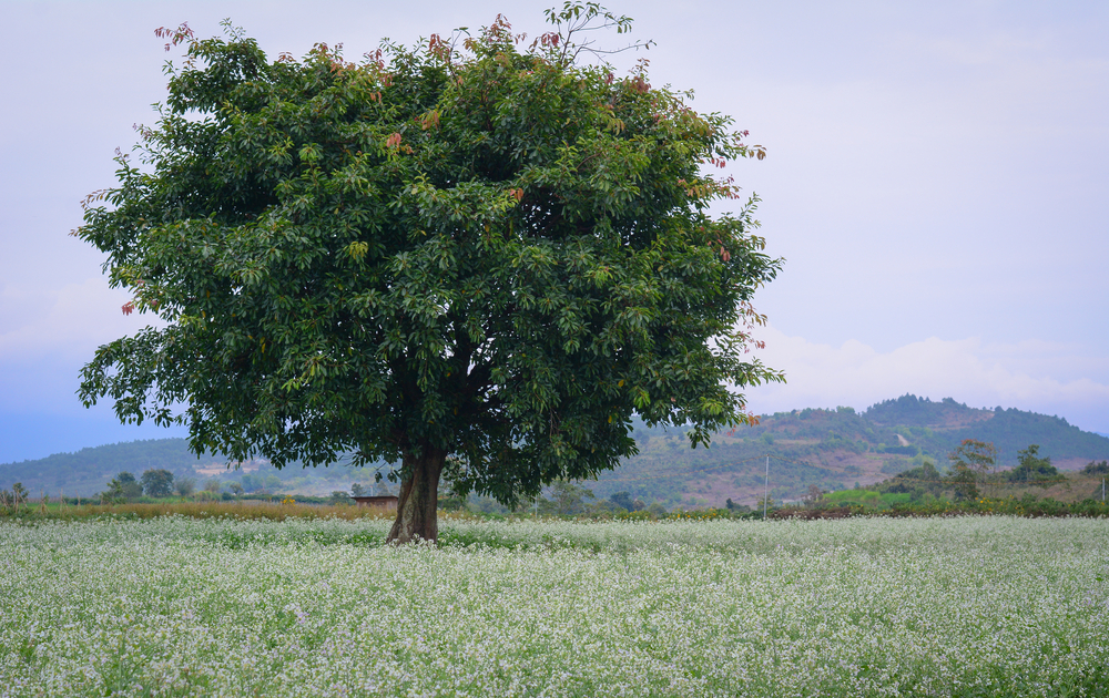 Do Mustard Plants Grow Into Trees At Joseph Dobbins Blog