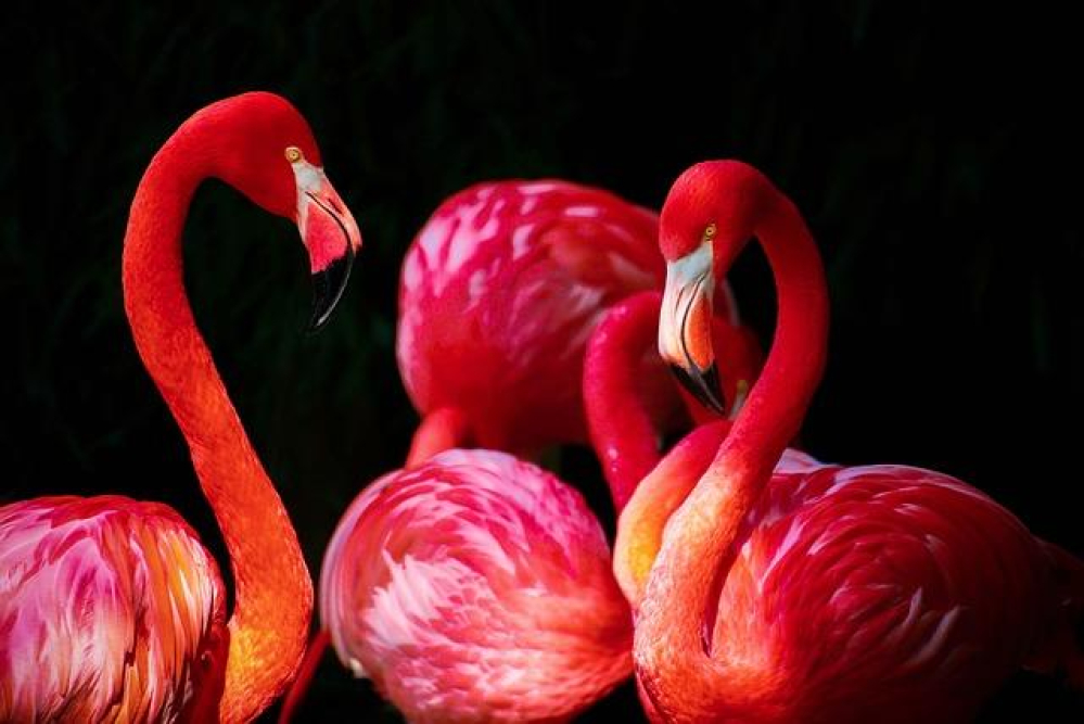 Captivating Flamingo Gardens Photos: A Visual Journey - Animascorp