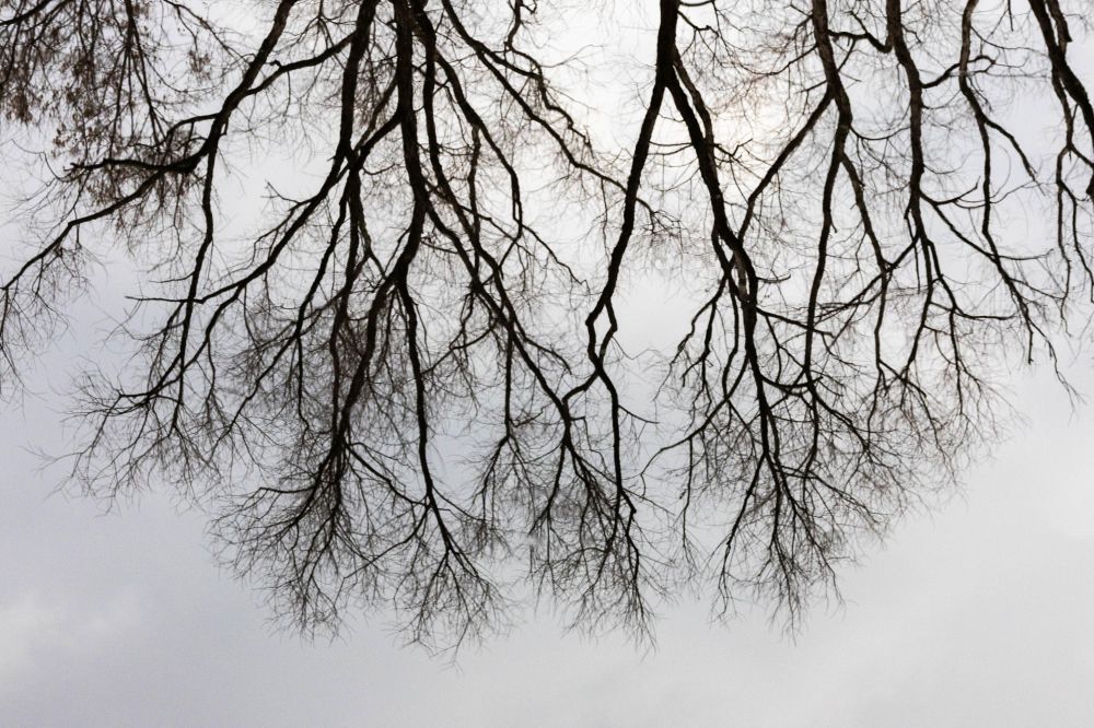 The Refuge Center: A Comprehensive Guide to Services and Support ...