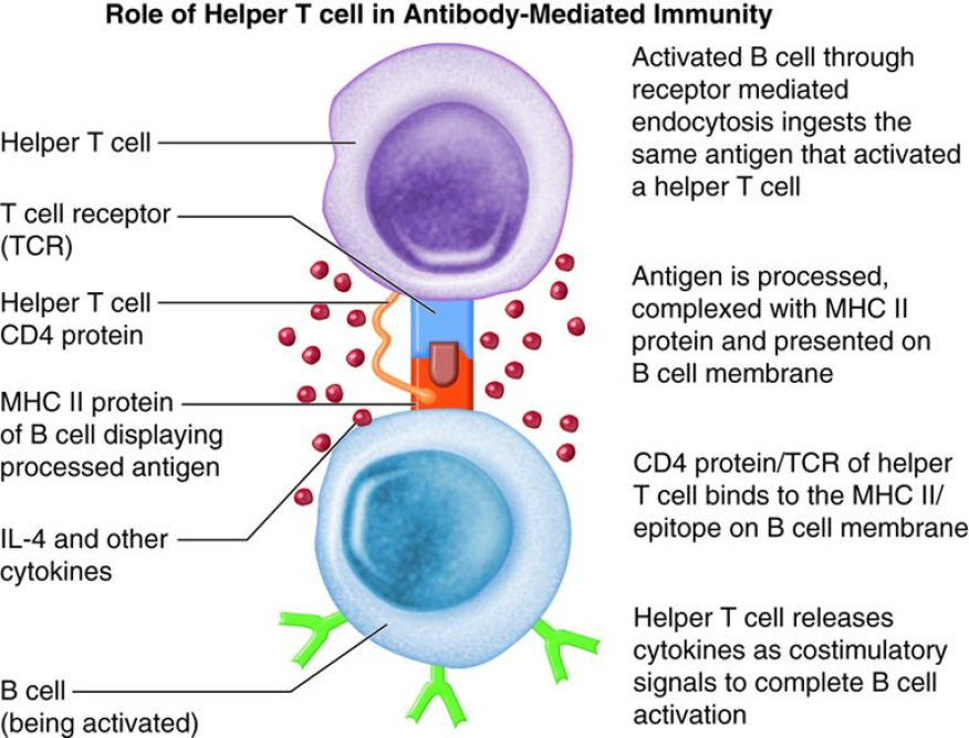 The Impact of Kapspargo on Cellular Function: A Scientific Analysis ...