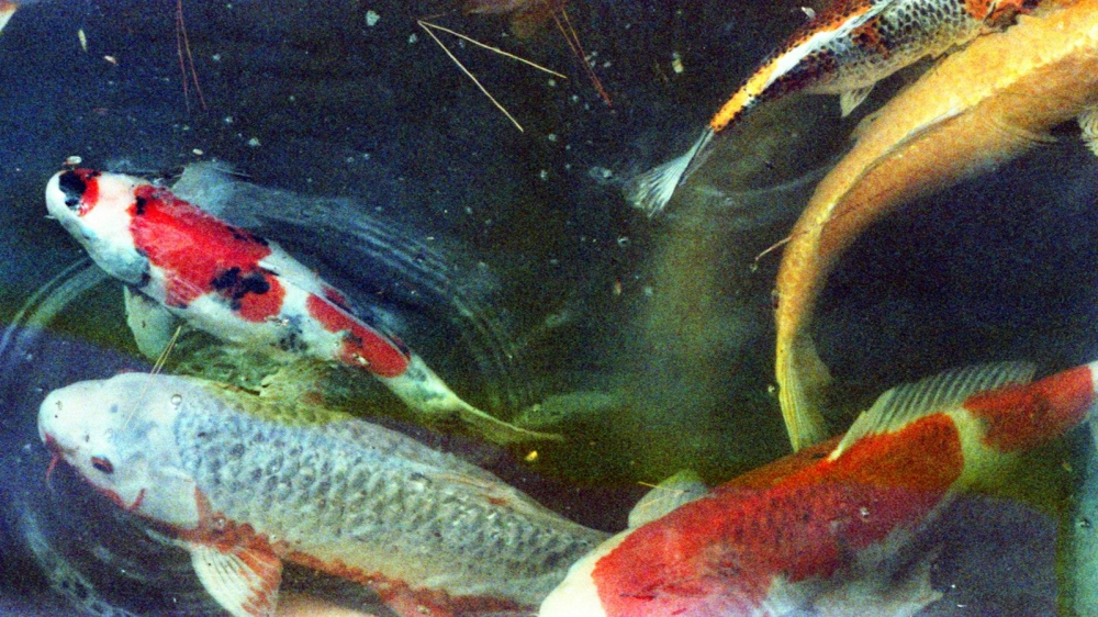 Coi Leray Height: How Tall Is the Rising Hip-Hop Star - Animascorp