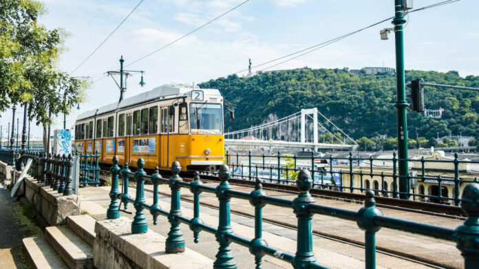 Molly Line Age: Everything You Need to Know - Animascorp