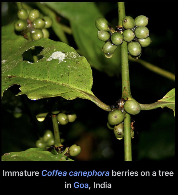 Exploring Rico Cash's Impressive Net Worth - Animascorp