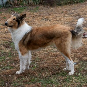 The Disturbing Case of the Charlie Chop-Off: What You Need to Know ...