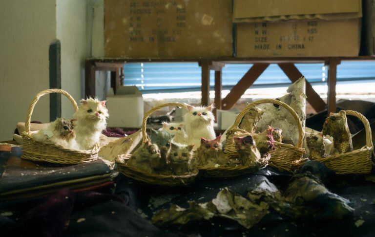 Uncovering the Fascinating Truth About Rat King Real - Animascorp