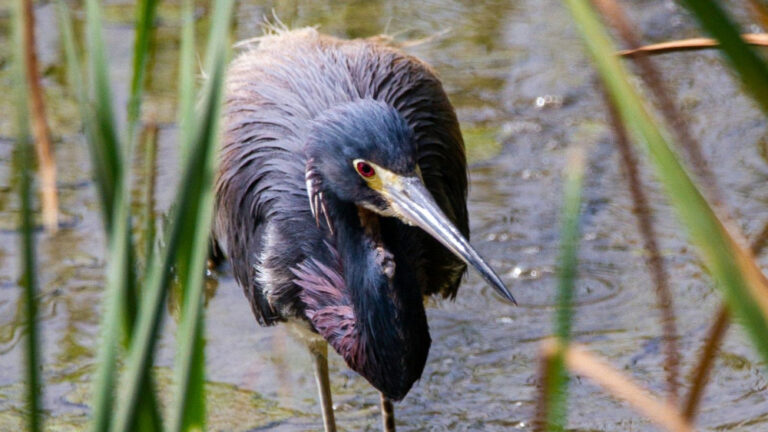 Did Bob Ross Die? Exploring the Legacy of the Beloved Painter - Animascorp