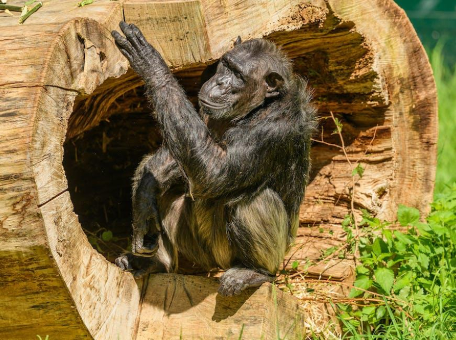 Travis the Chimp Mauling: Understanding the Incident - Animascorp