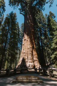 Unveiling the Real Picture of Bathsheba Sherman: Fact or Fiction ...
