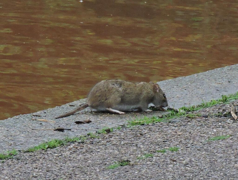 How Rat Kings Form: Unraveling the Strange Phenomenon - Animascorp