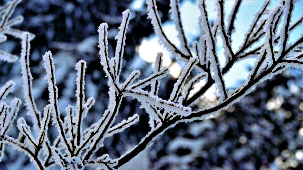 Craig Rygaard: A Life Still Thriving - Animascorp