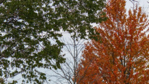 Alan The Rizz King Age: A Biographical Overview - Animascorp