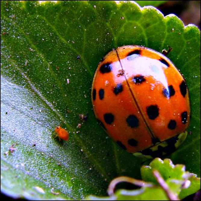 The Fascinating World of Baby Ladybugs: A Tiny Wonder Unveiling Nature ...