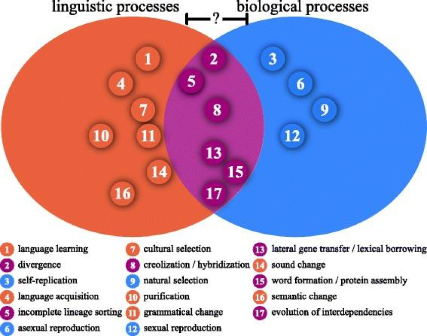 The Linguistic Journey of 'Perro' in English: Unveiling its Intricate ...
