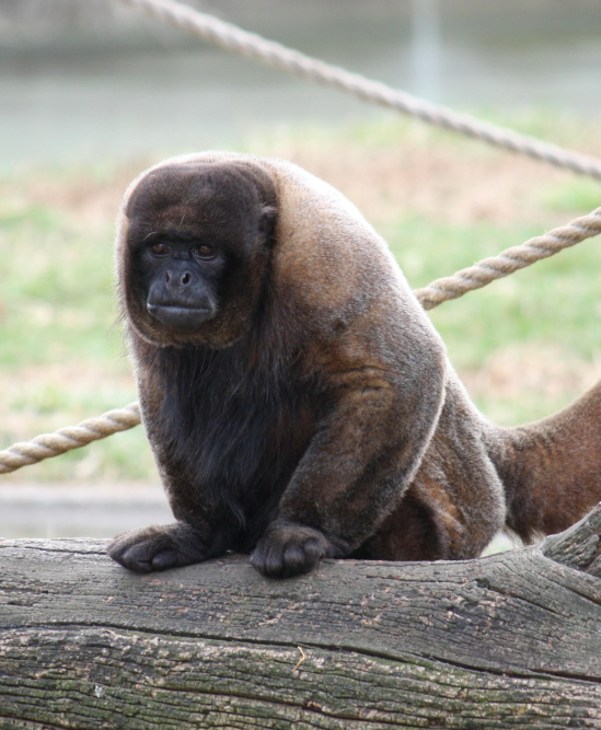 Enigmatic Woolly Monkey: Unlocking the Secrets of this Mysterious ...