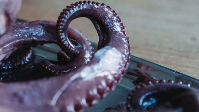 Decoding Octopus Mating: Unraveling the Enigma of Reproduction - Animascorp