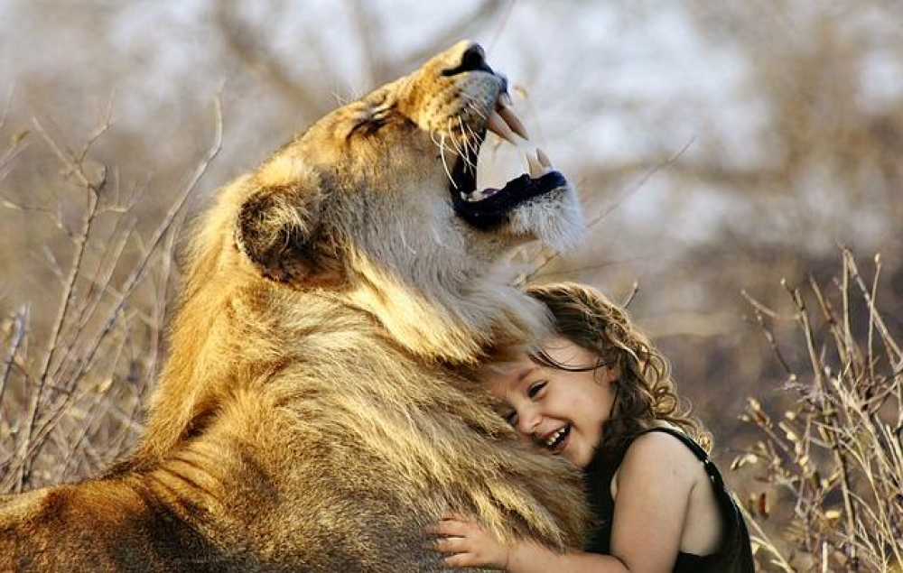 The Prides: Exploring the Fascinating World of Lion Social Structure ...