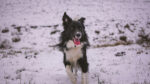 Understanding the Canine Dental Formula: A Comprehensive Guide - Animascorp