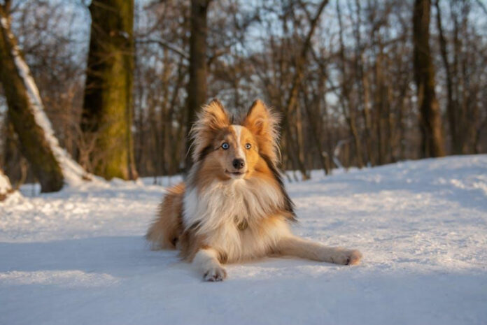Treating Bleeding Dog Wart: Expert Tips - Animascorp