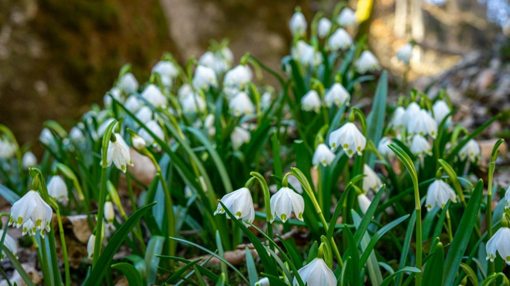 Unveiling March's Memorable Holiday Celebrations - Animascorp