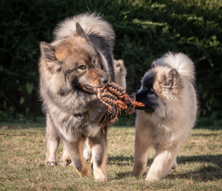 Top Dogs for Seniors: The Best Breeds to Adopt - Animascorp