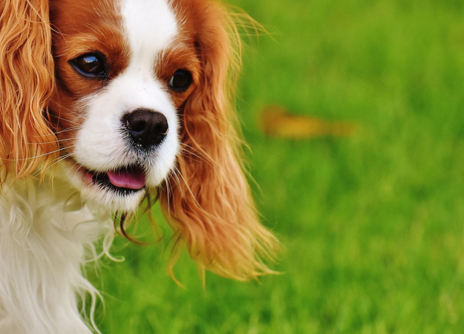 Decoding the Canine Smile: Understanding Your Dog's Expressions ...