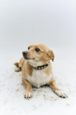 The Definition of a Mutt Dog: Exploring its Genetics and Traits ...