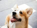 The Ultimate Guide to Mini Aussie Corgi Mixes: Traits, Temperament, and ...