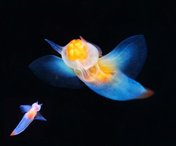 Uncovering the Mysterious World of Clione: Nature's Fascinating Creatures - Animascorp